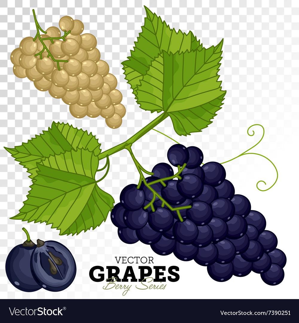 Grape set Royalty Free Vector Image - VectorStock