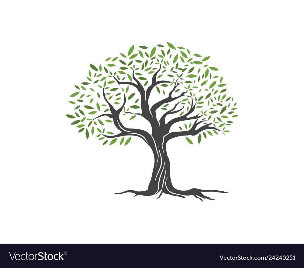 Olive tree Royalty Free Vector Image - VectorStock