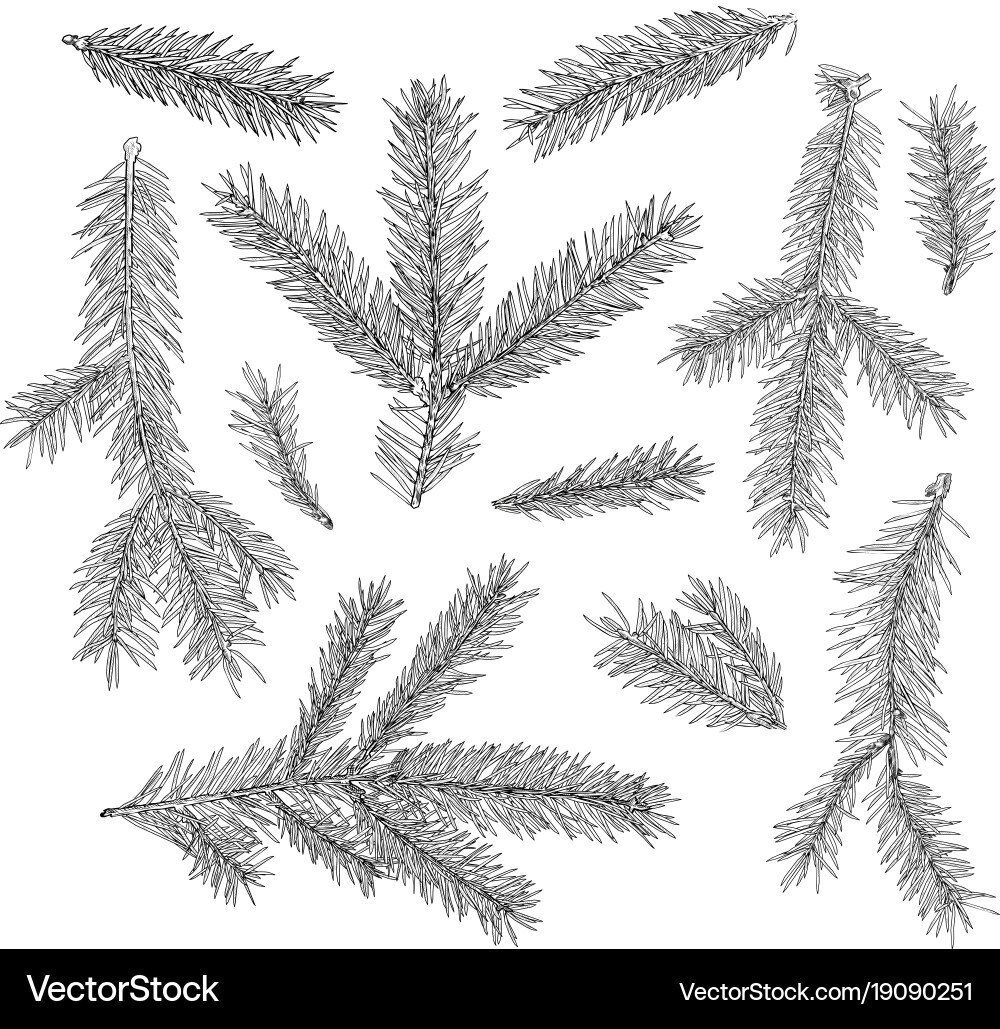 Set of fir tree branches isolated on white Vector Image