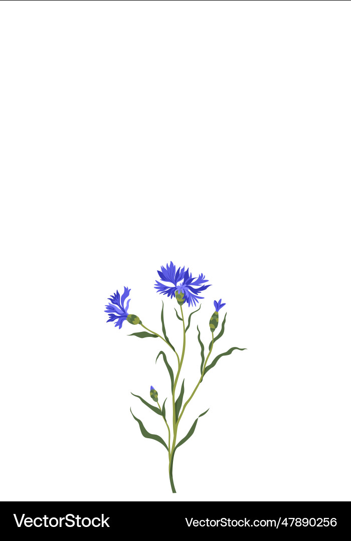 Cornflower decorative wildflower in blossom Vector Image