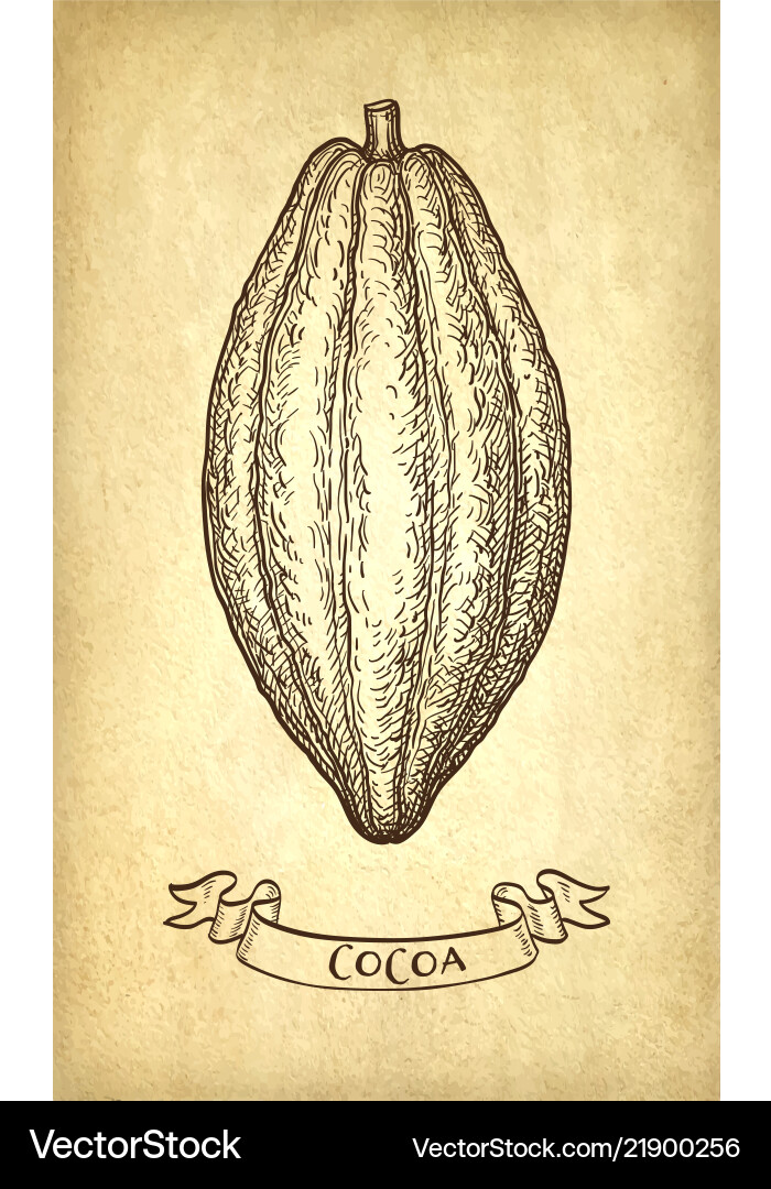 Ink sketch of cocoa Royalty Free Vector Image - VectorStock