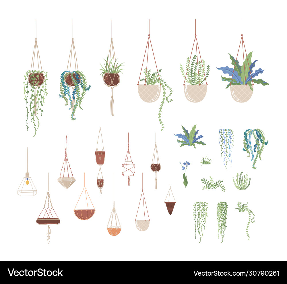 Domestic plants and hanging pots flat set Vector Image