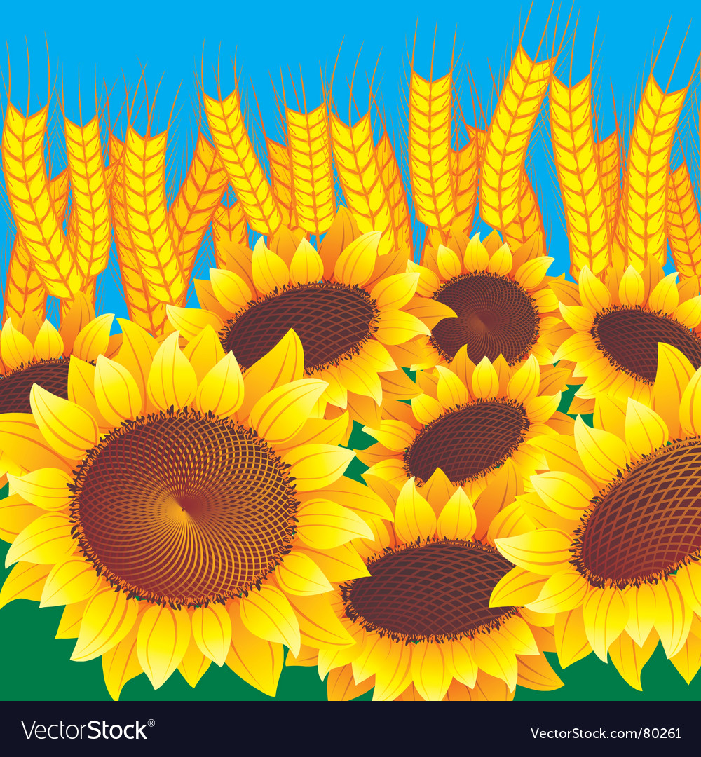 Sunflowers Royalty Free Vector Image - VectorStock
