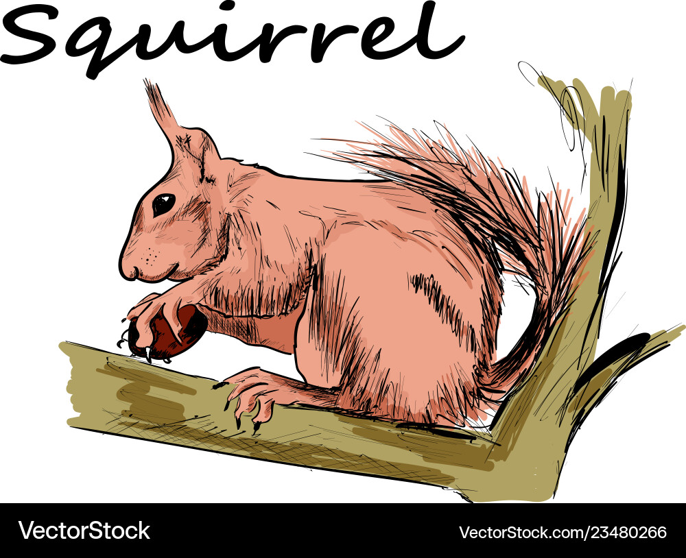 Squirrel Royalty Free Vector Image - VectorStock