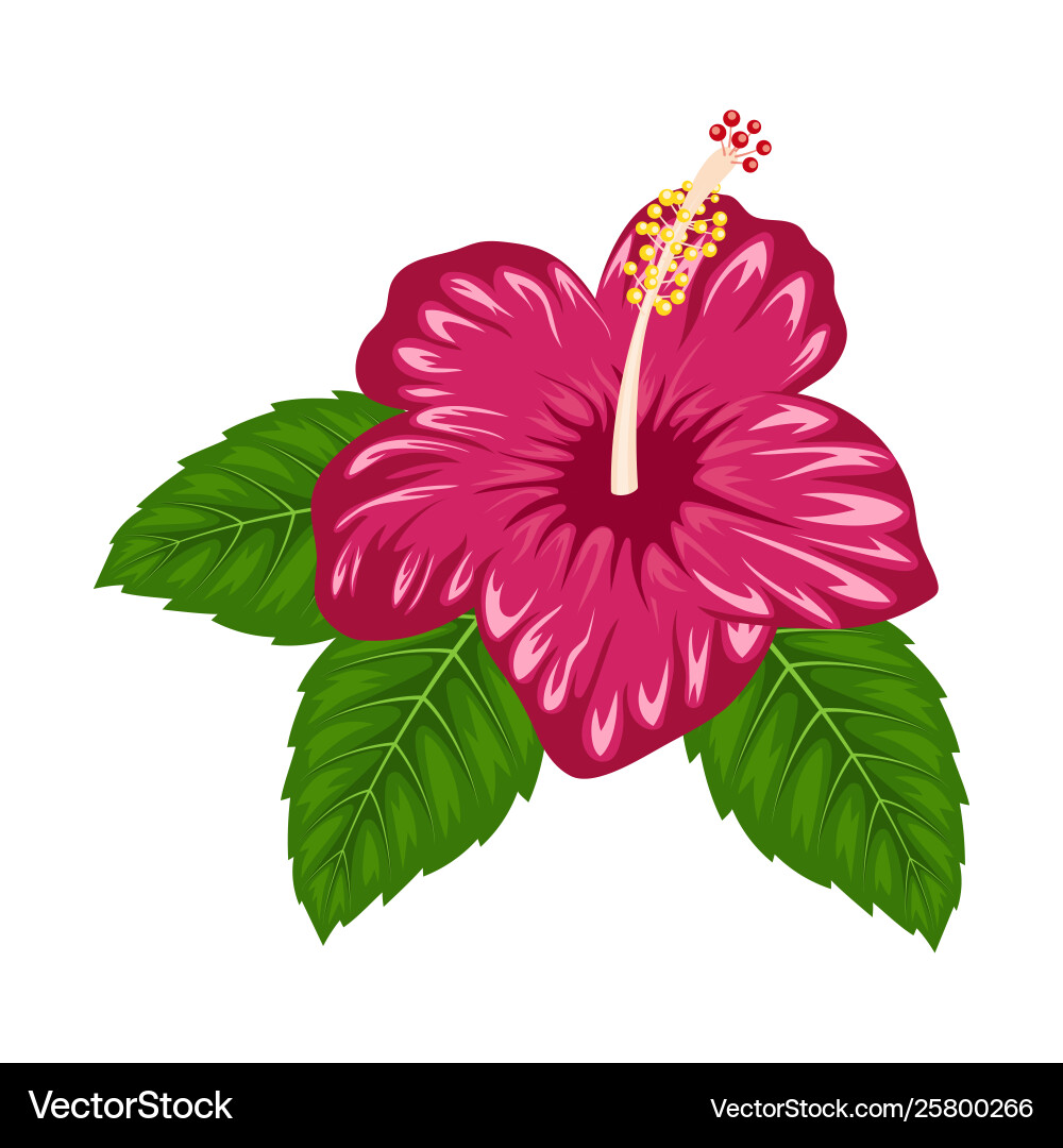 Tropical plant hibiscus isolated on white Vector Image