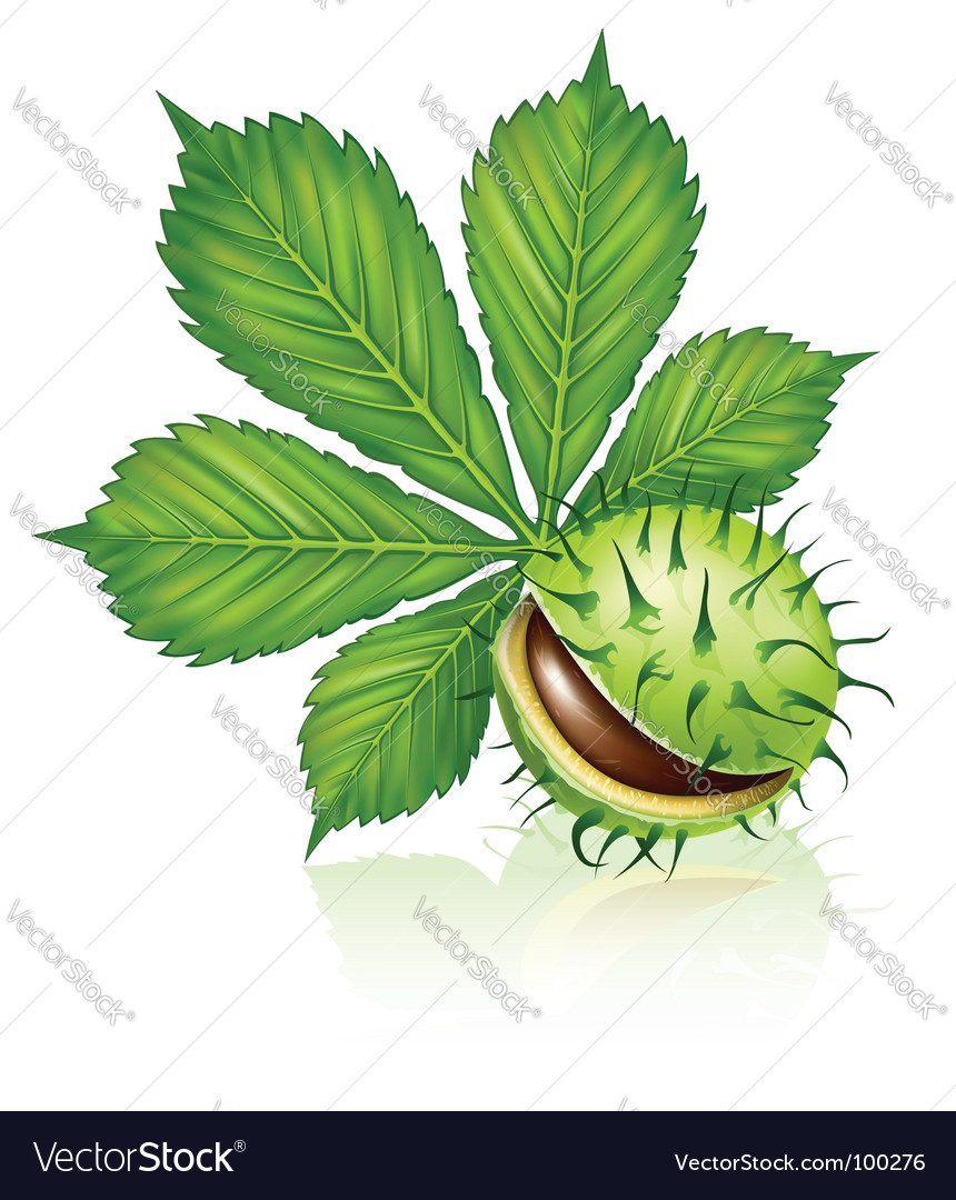Chestnut Royalty Free Vector Image - VectorStock
