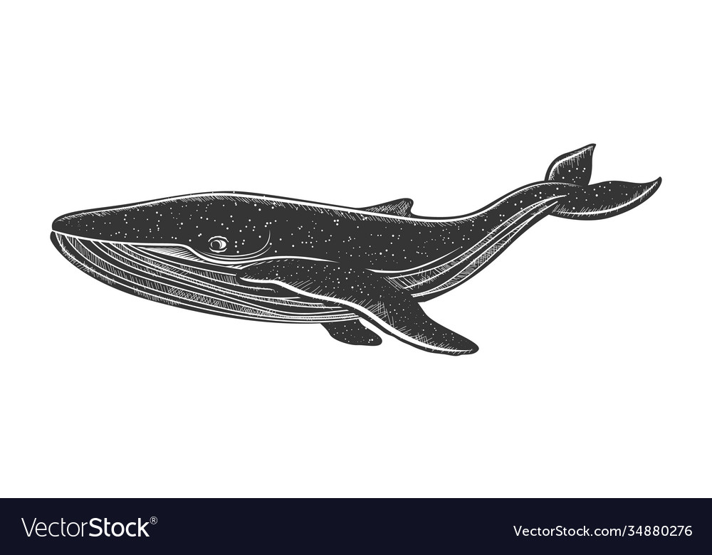 Whale Royalty Free Vector Image - VectorStock