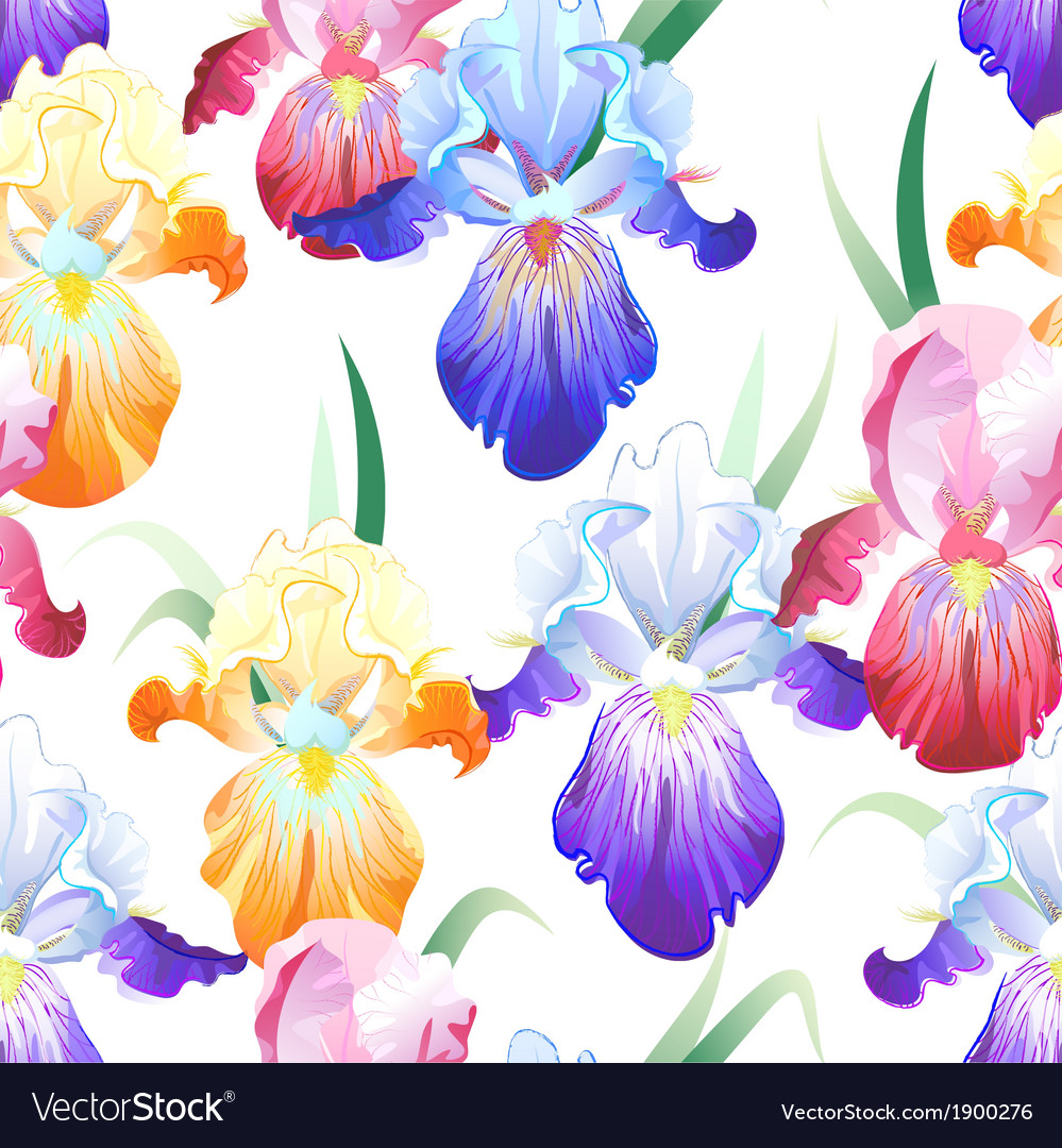 White seamless pattern with iris flowers Vector Image