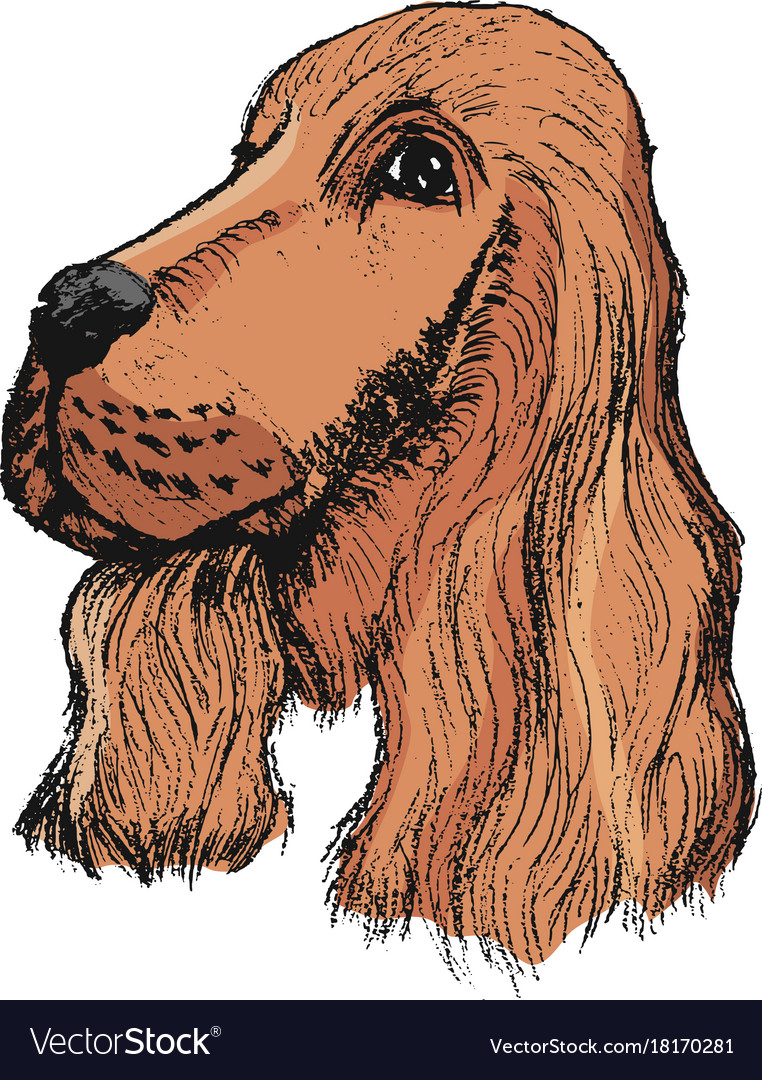 Portrait spaniel Royalty Free Vector Image - VectorStock