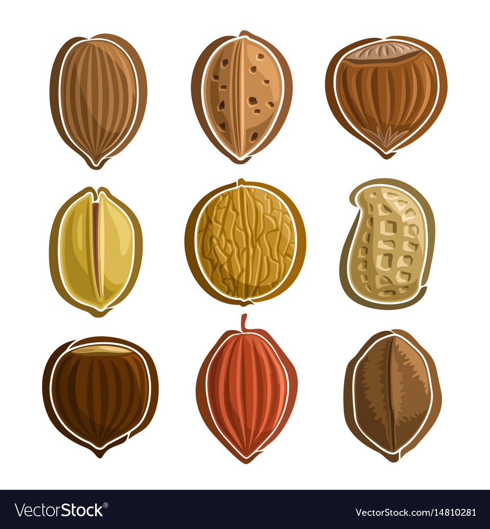 Set nuts Royalty Free Vector Image - VectorStock