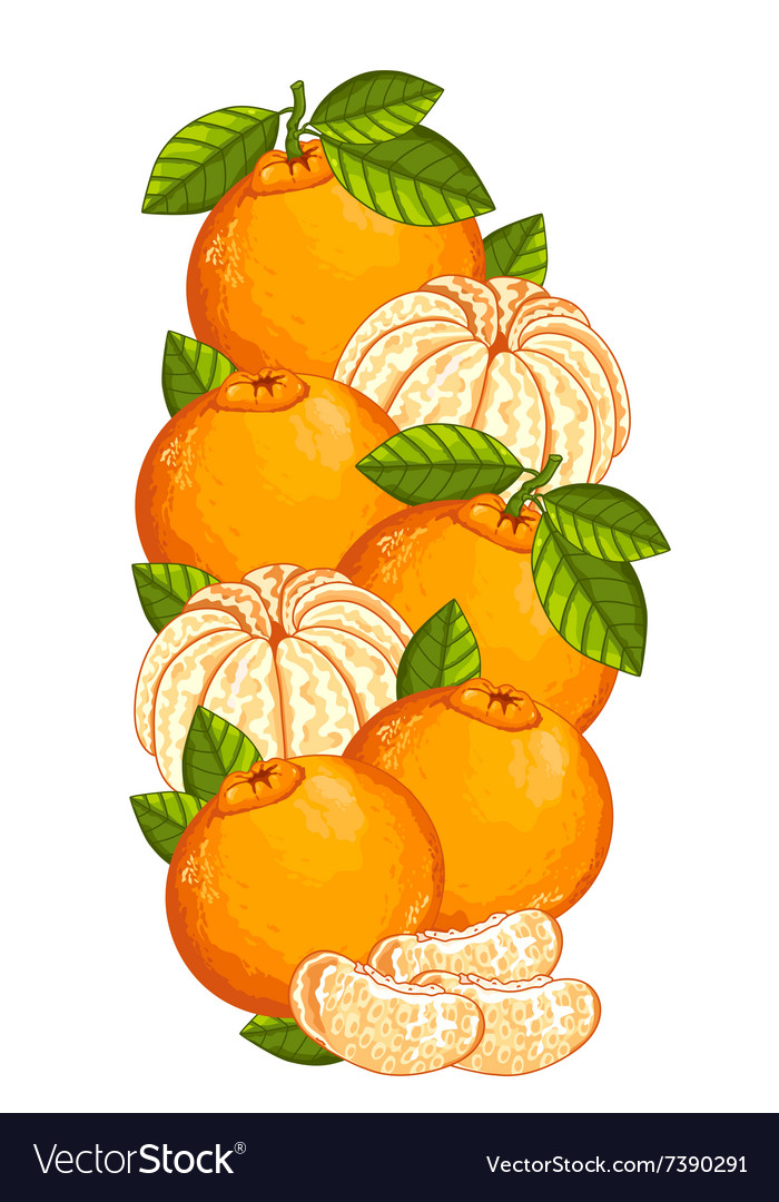 Mandarin isolated composition Royalty Free Vector Image