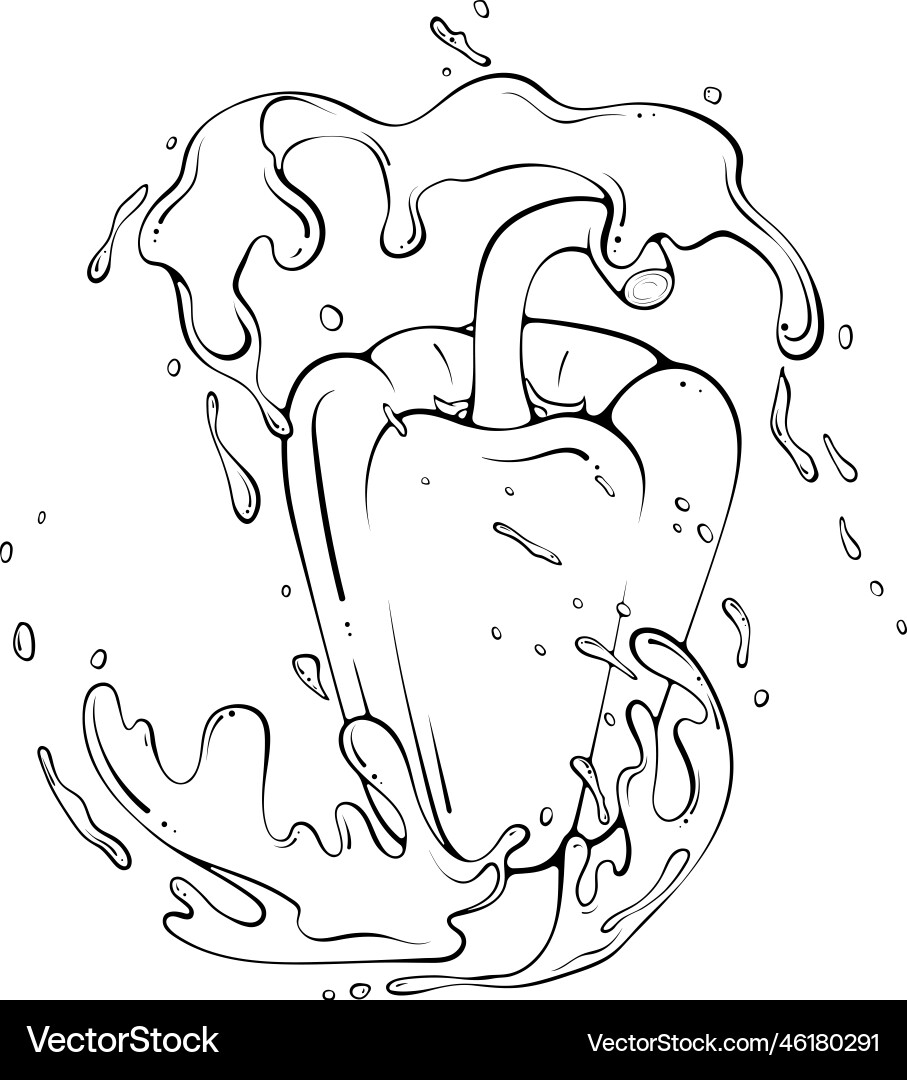 Whole bell pepper with splash line art Royalty Free Vector