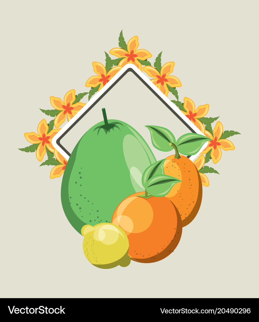 Citric fruits design Royalty Free Vector Image