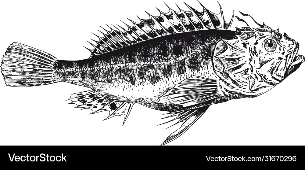 High detail scorpionfish engraving Royalty Free Vector Image