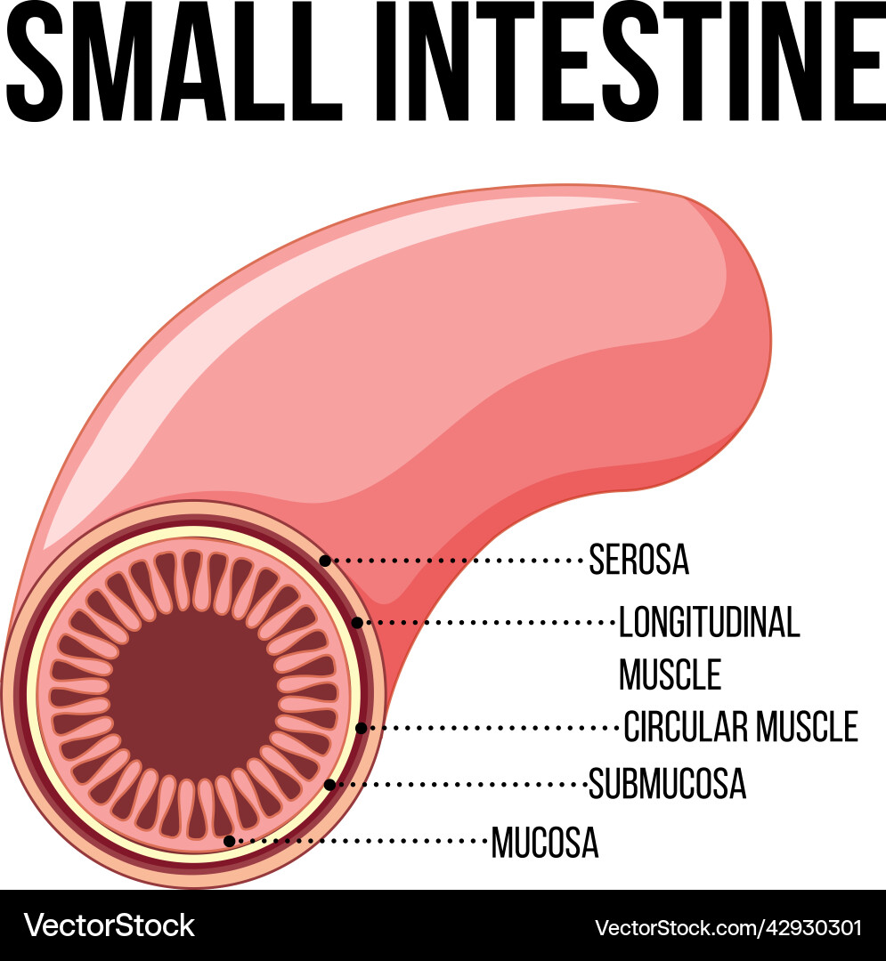 Diagram showing small intestine Royalty Free Vector Image