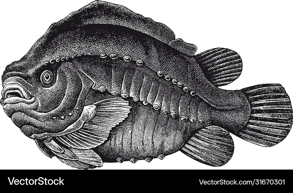 High detail lumpfish engraving Royalty Free Vector Image