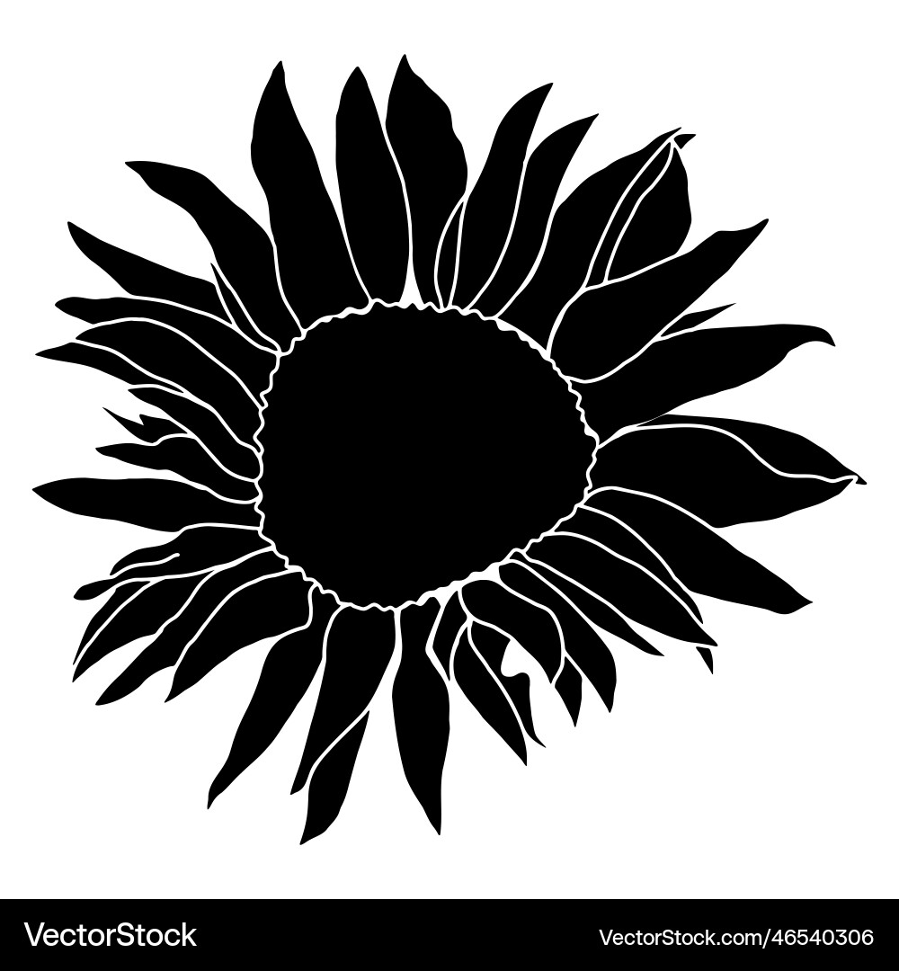 Sunflower head flower hand drawn for design Vector Image
