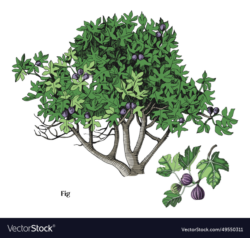 Fig tree and branch Royalty Free Vector Image - VectorStock