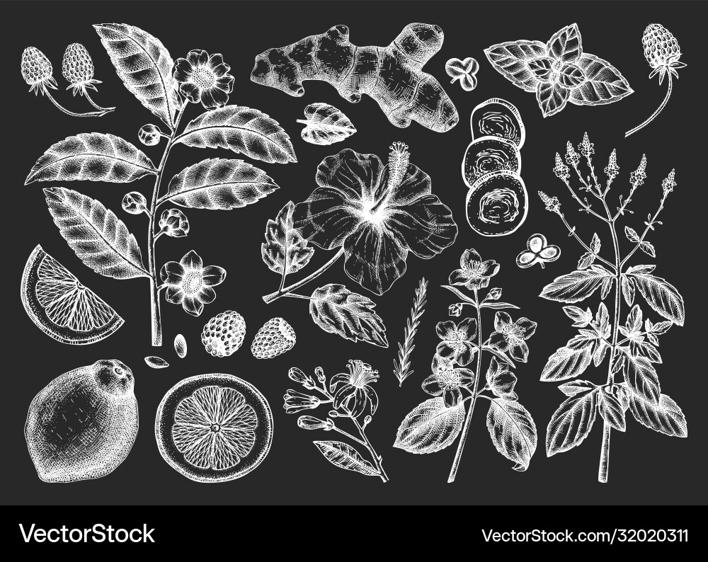 Hand sketched herbal tea ingredients collection Vector Image