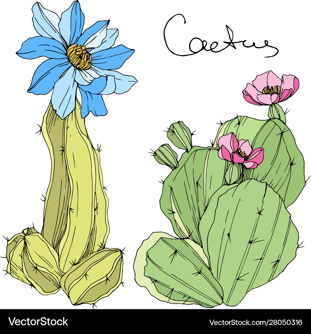 Cacti floral botanical flower green Royalty Free Vector