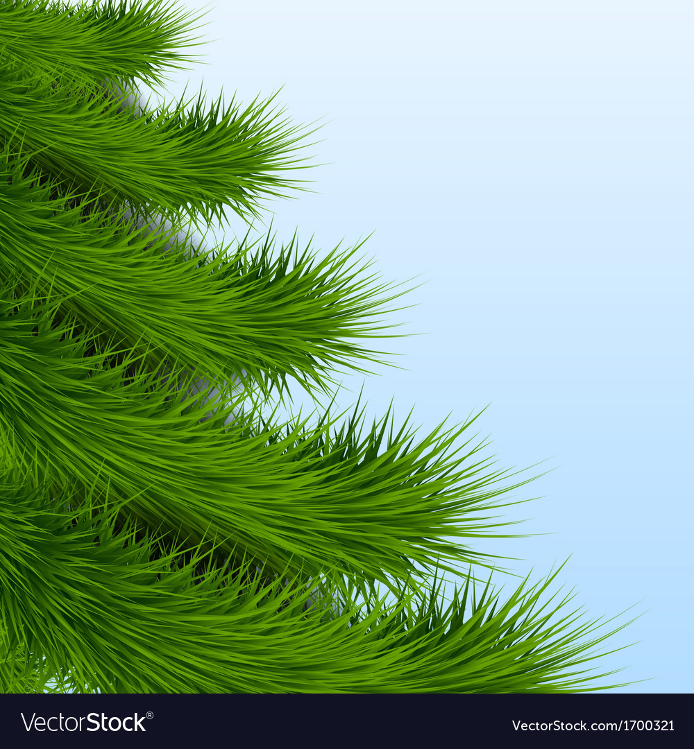 Background christmas tree spruce Royalty Free Vector Image