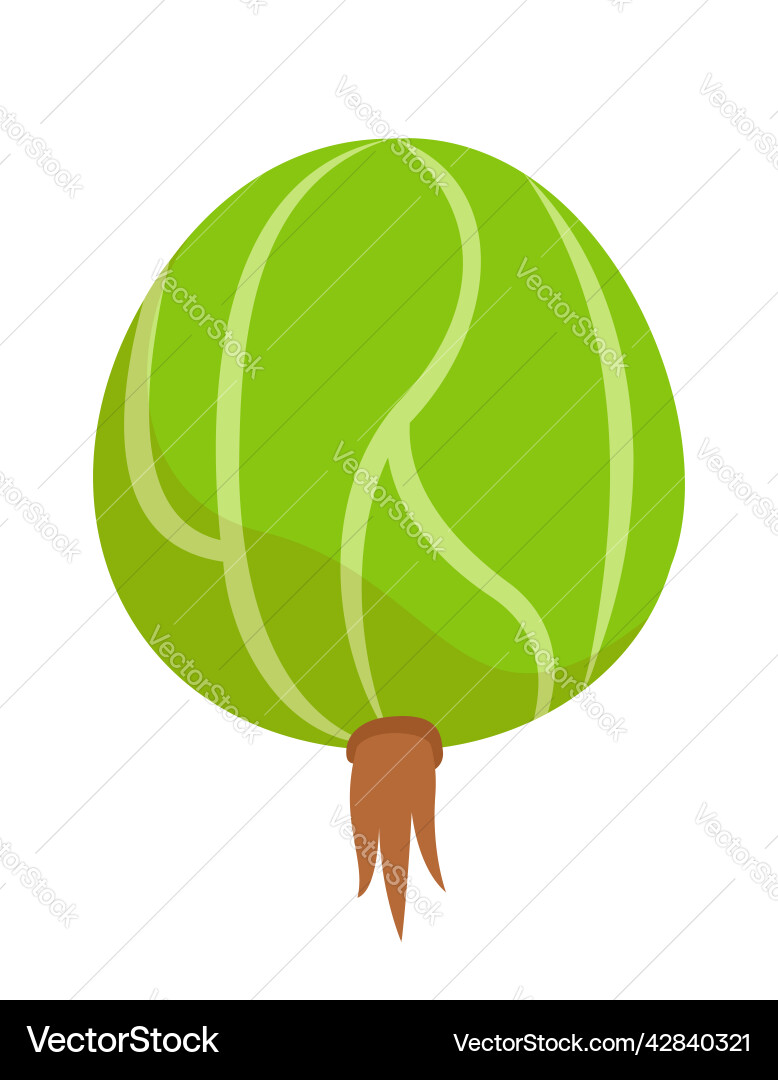 Gooseberry front view Royalty Free Vector Image