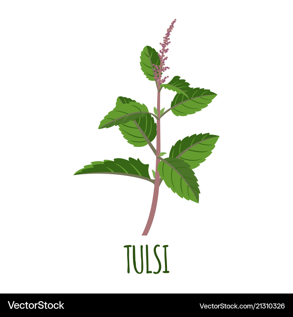 Tulsi icon in flat style on white background Vector Image