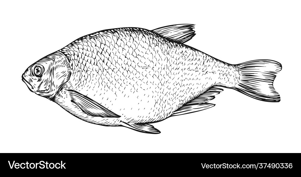 Fish sketch hand drawn bream in engraving style Vector Image