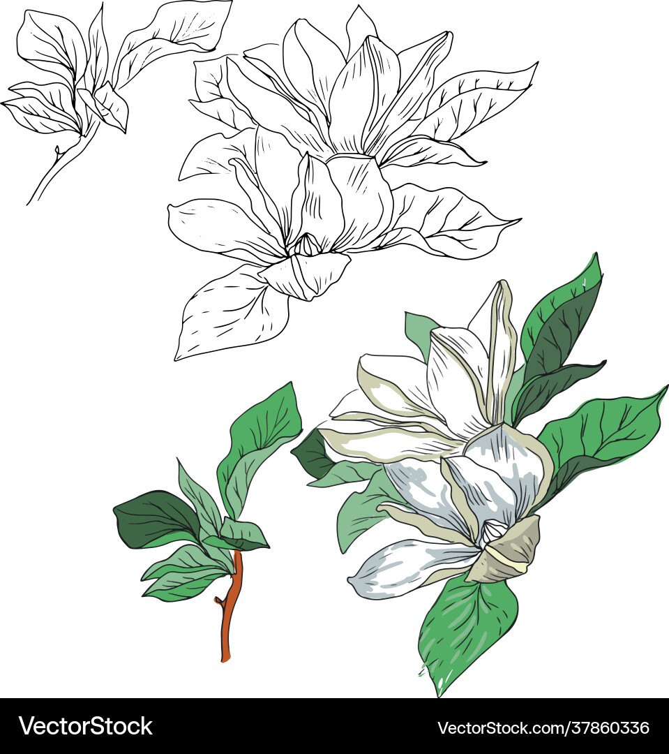 Magnolia sketch line drawing h Royalty Free Vector Image