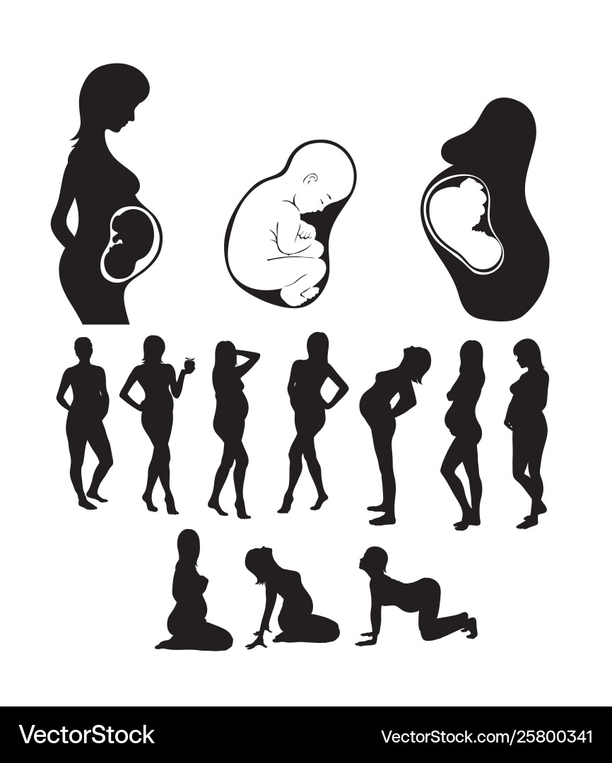 Pregnant woman Royalty Free Vector Image - VectorStock