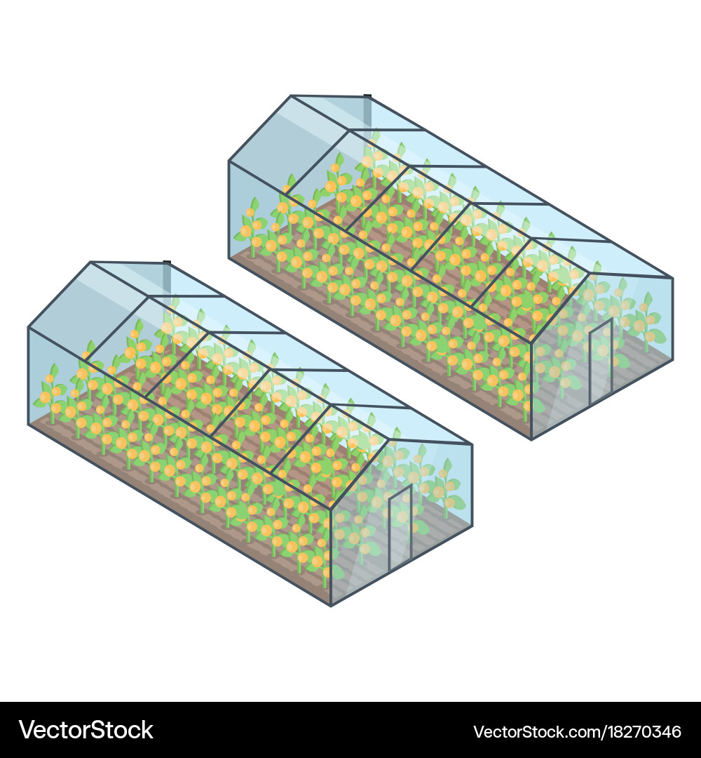 Two greenhouses with growing plants inside Vector Image