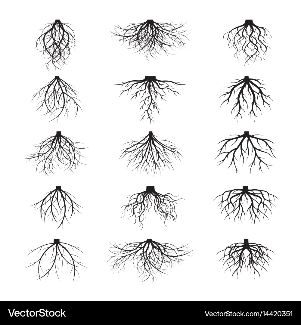 Big set of black roots Royalty Free Vector Image