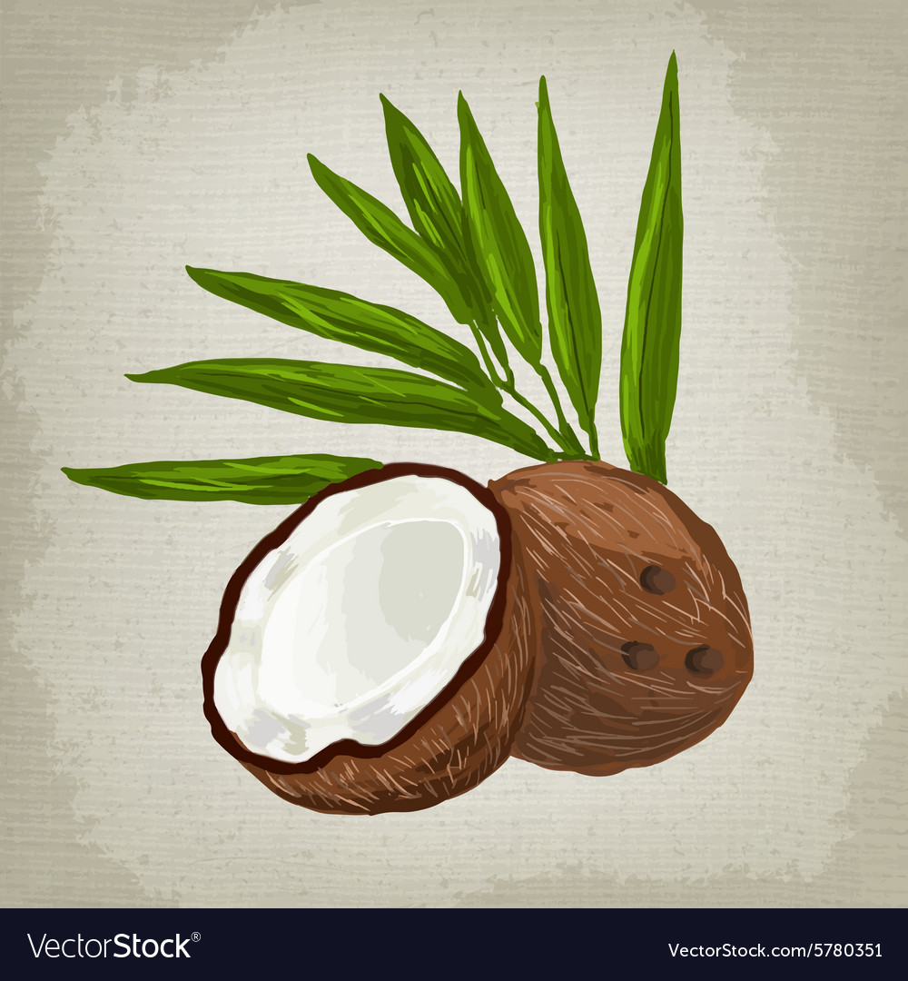 Fruit coconut Royalty Free Vector Image - VectorStock