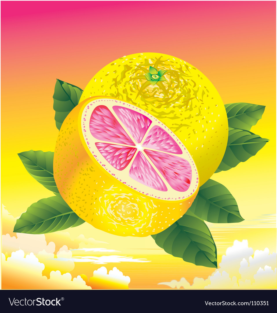 Grapefruit Royalty Free Vector Image - VectorStock