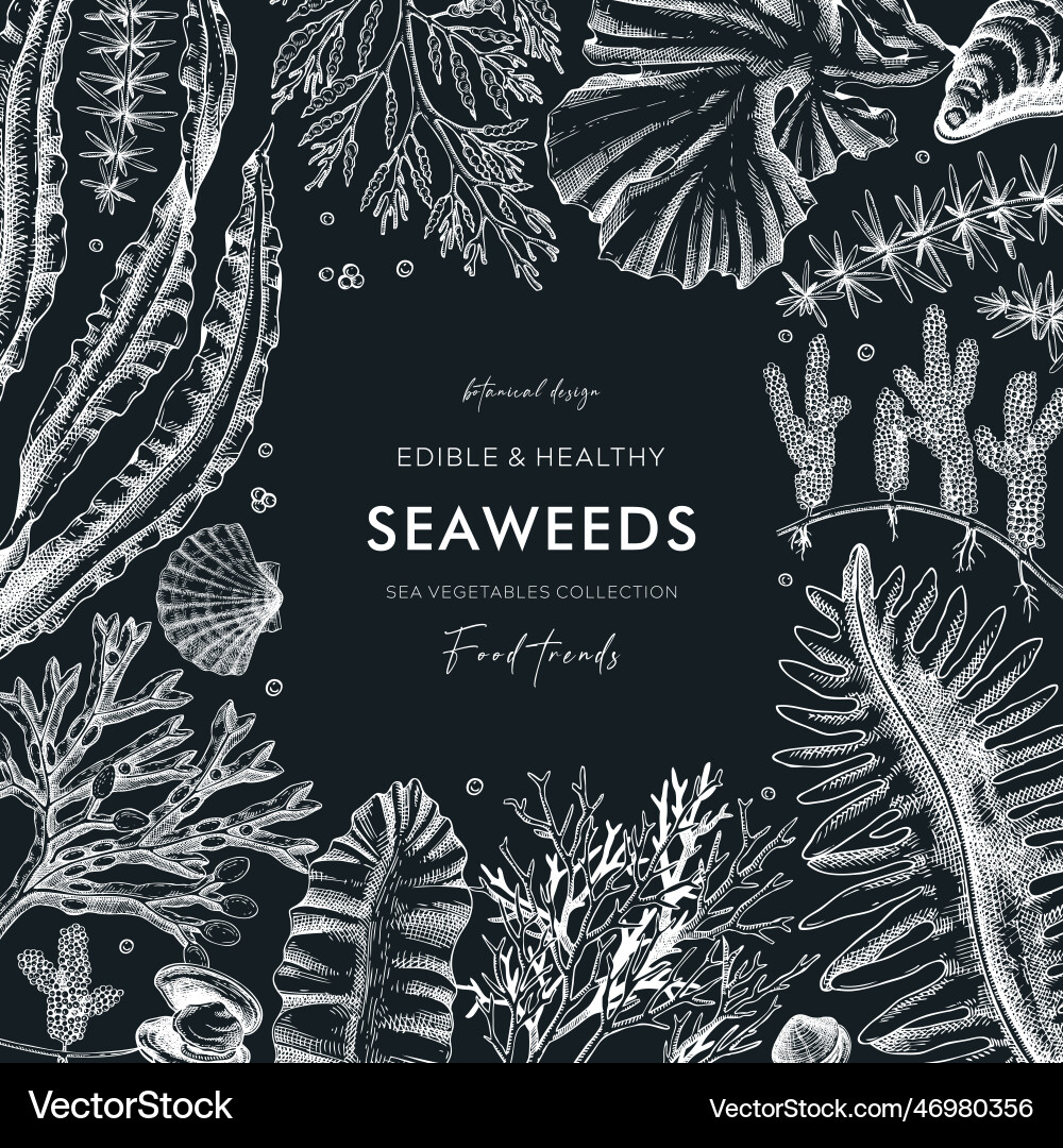 Seaweed card design on chalkboard edible algae Vector Image
