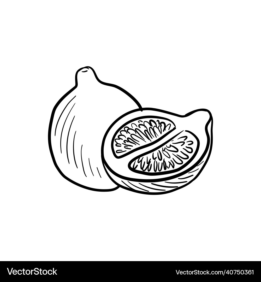Tangelo drawing sketch of fruit Royalty Free Vector Image
