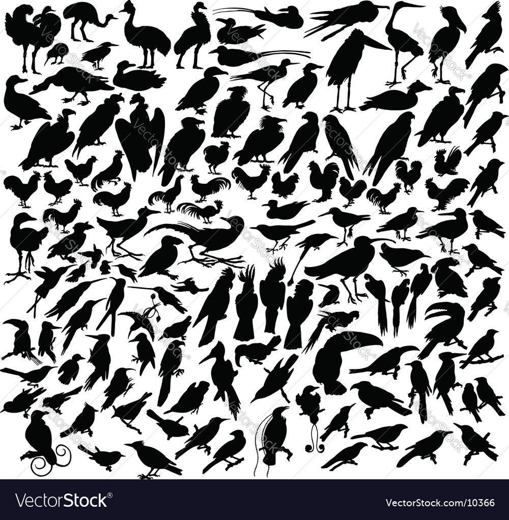 Birds Royalty Free Vector Image - VectorStock