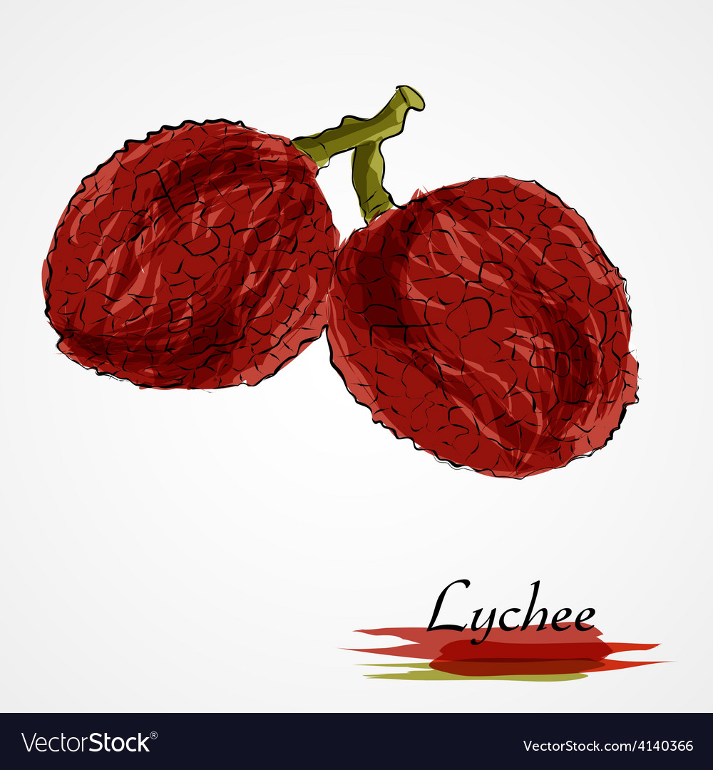 Lychee Royalty Free Vector Image - VectorStock