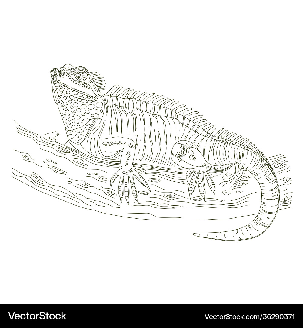 Iguana black line sketch in linear style on black Vector Image