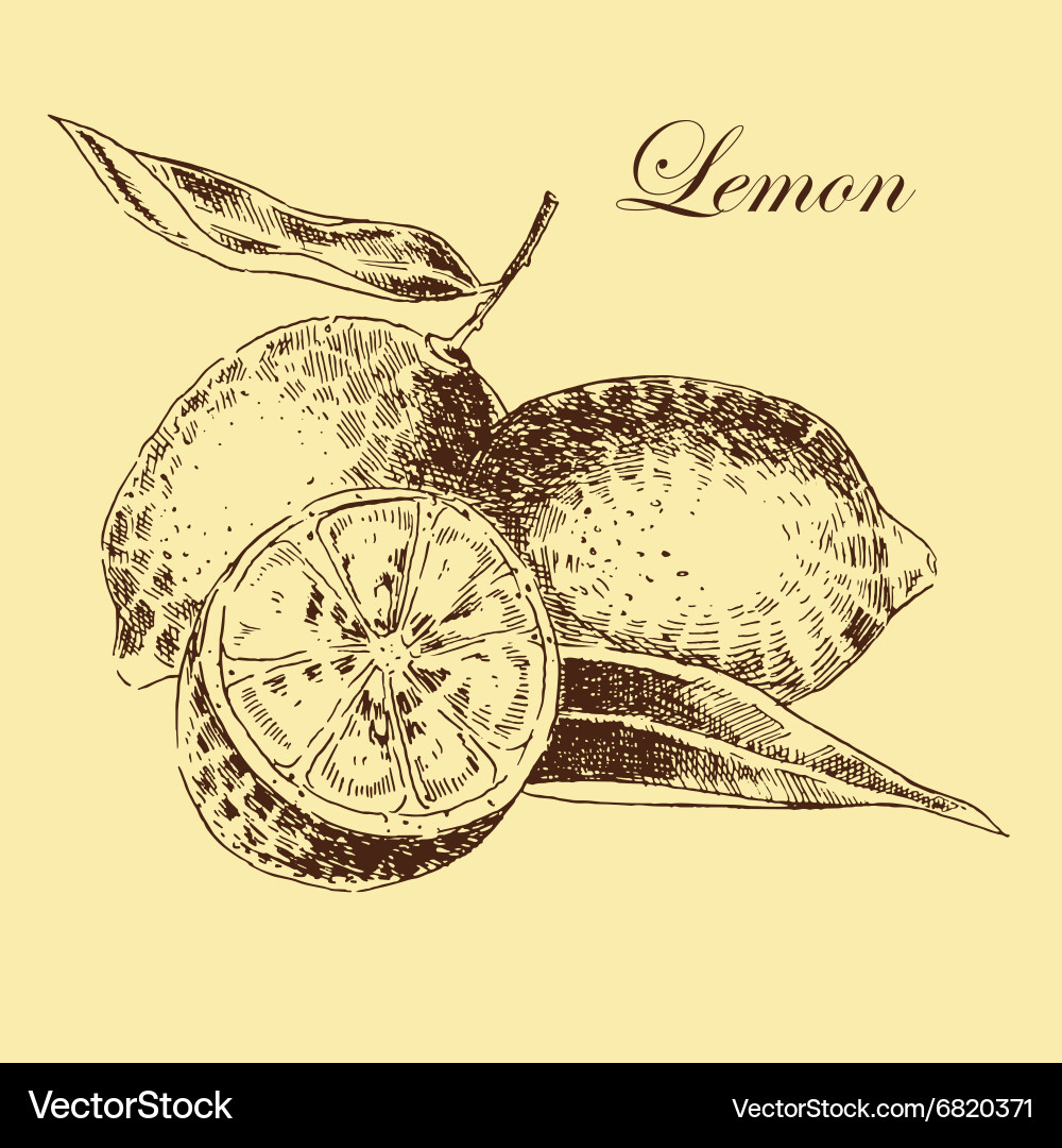 Lemon citrus hand drawn sketch in ink Royalty Free Vector