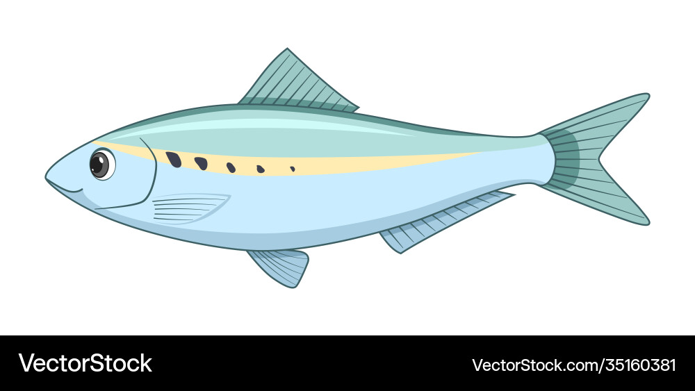 American shad fish on a white background Vector Image