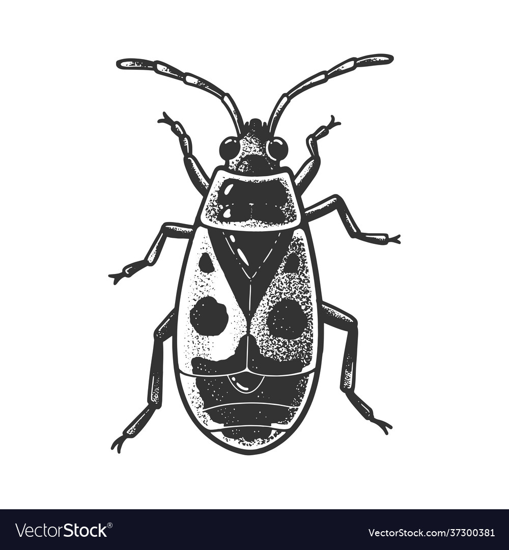 Firebug beetle bug sketch Royalty Free Vector Image