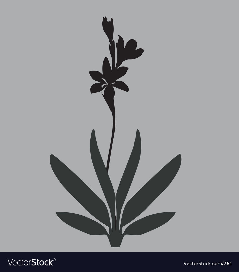 Simple lily Royalty Free Vector Image - VectorStock