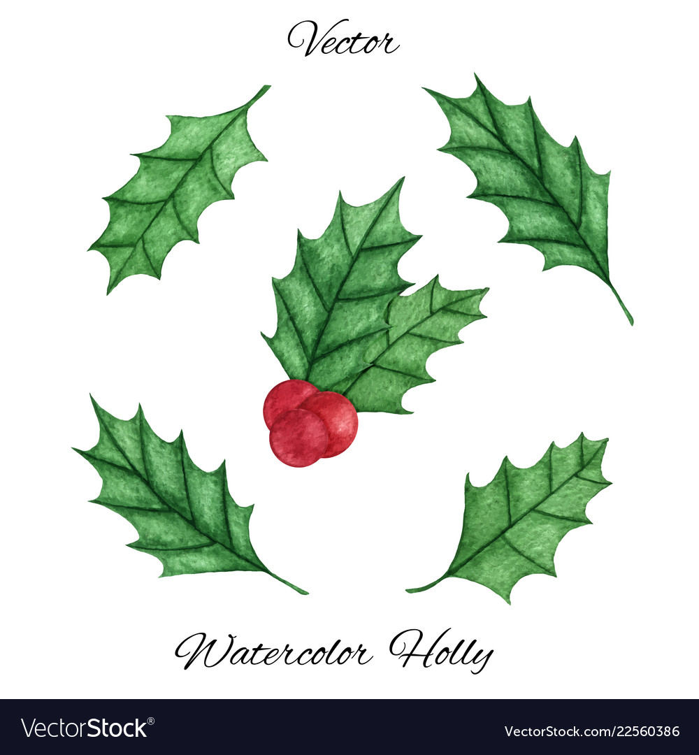 Hand Painted Christmas Holly Mistletoe Set Vector Image