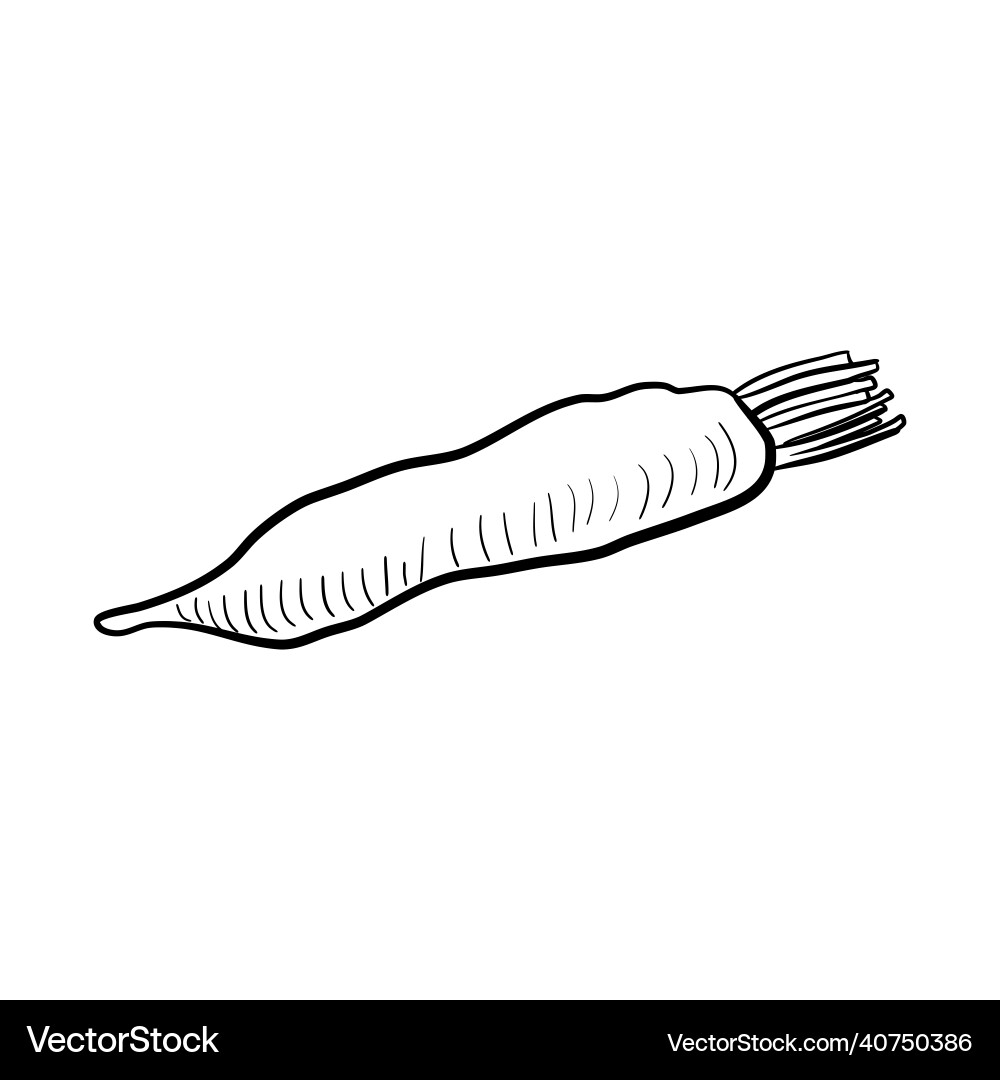 Root of daikon drawing sketch vegetable Royalty Free Vector