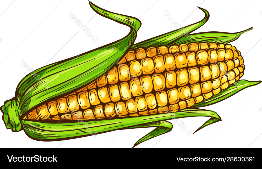 Corn cob isolated maize with green leaves sketch Vector Image