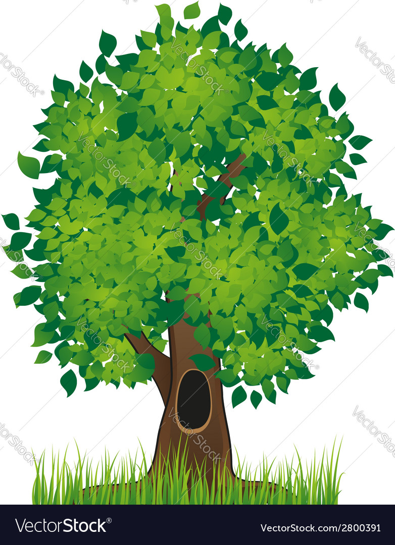 Deciduous Tree Clipart