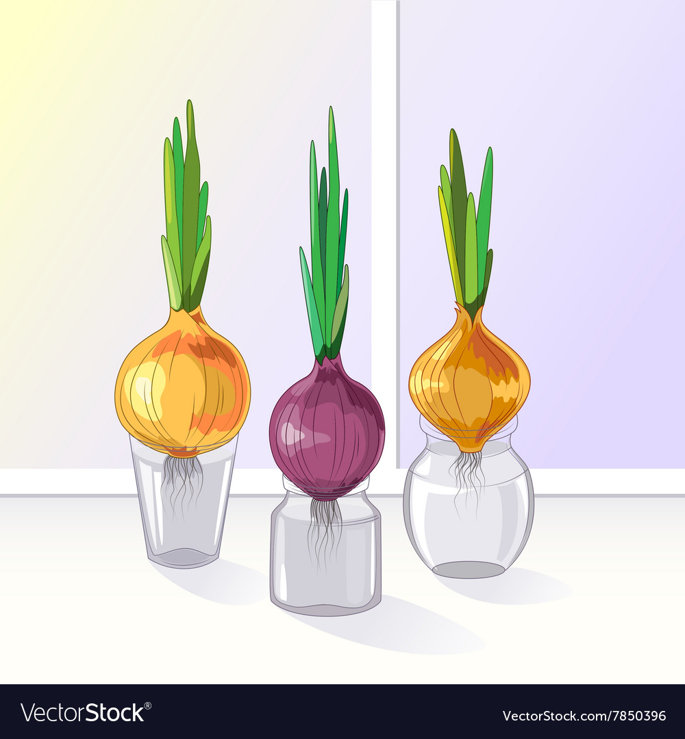Spring onion set Royalty Free Vector Image - VectorStock