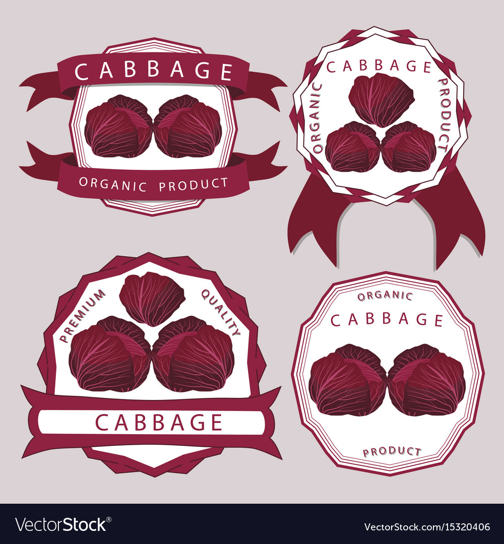 Cabbage Royalty Free Vector Image - VectorStock