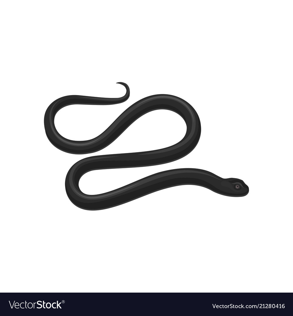 Snake reptile animal Royalty Free Vector Image
